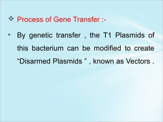 Gene transfer in plants by Dr.Srinivasa, Professor and Head, Srinivas ...