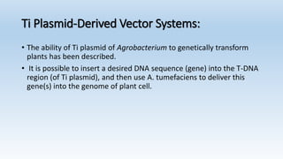 Gene transfer in plants 2- biological vector | PPTX | Biotech and ...