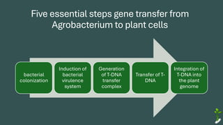 Gene transfer in plants agrobacterium.pdf