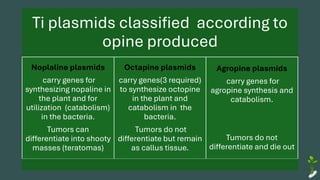 Gene transfer in plants agrobacterium.pdf