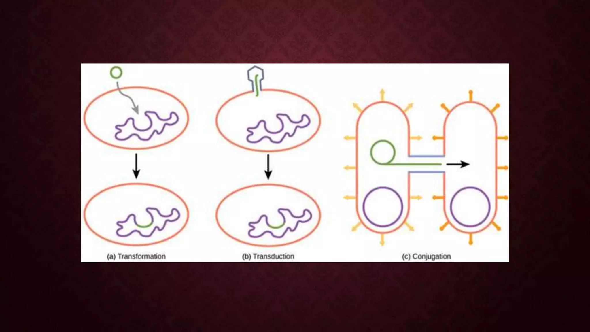 Gene transfer mechanisms | PDF