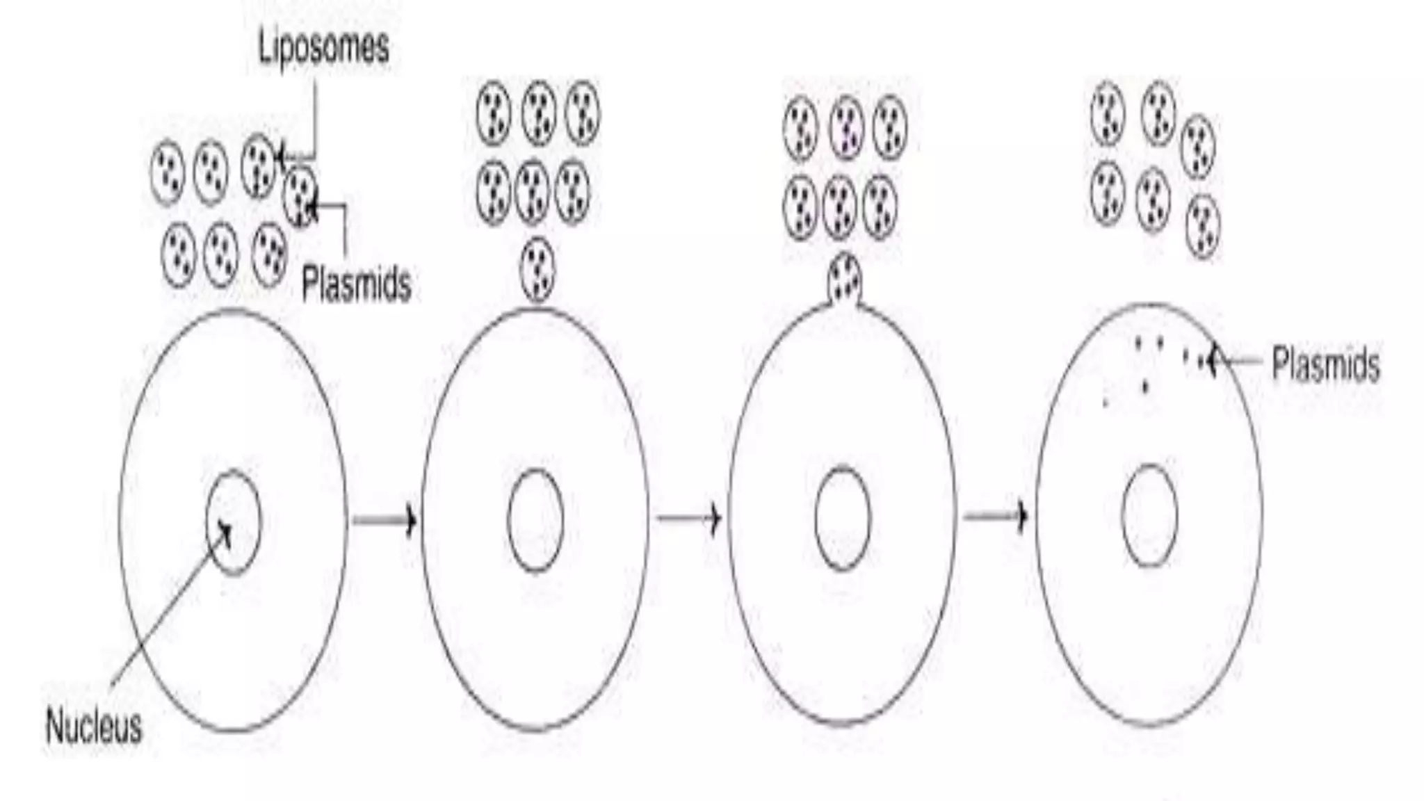Gene transfer methods | PPTX | Biological Sciences | Science