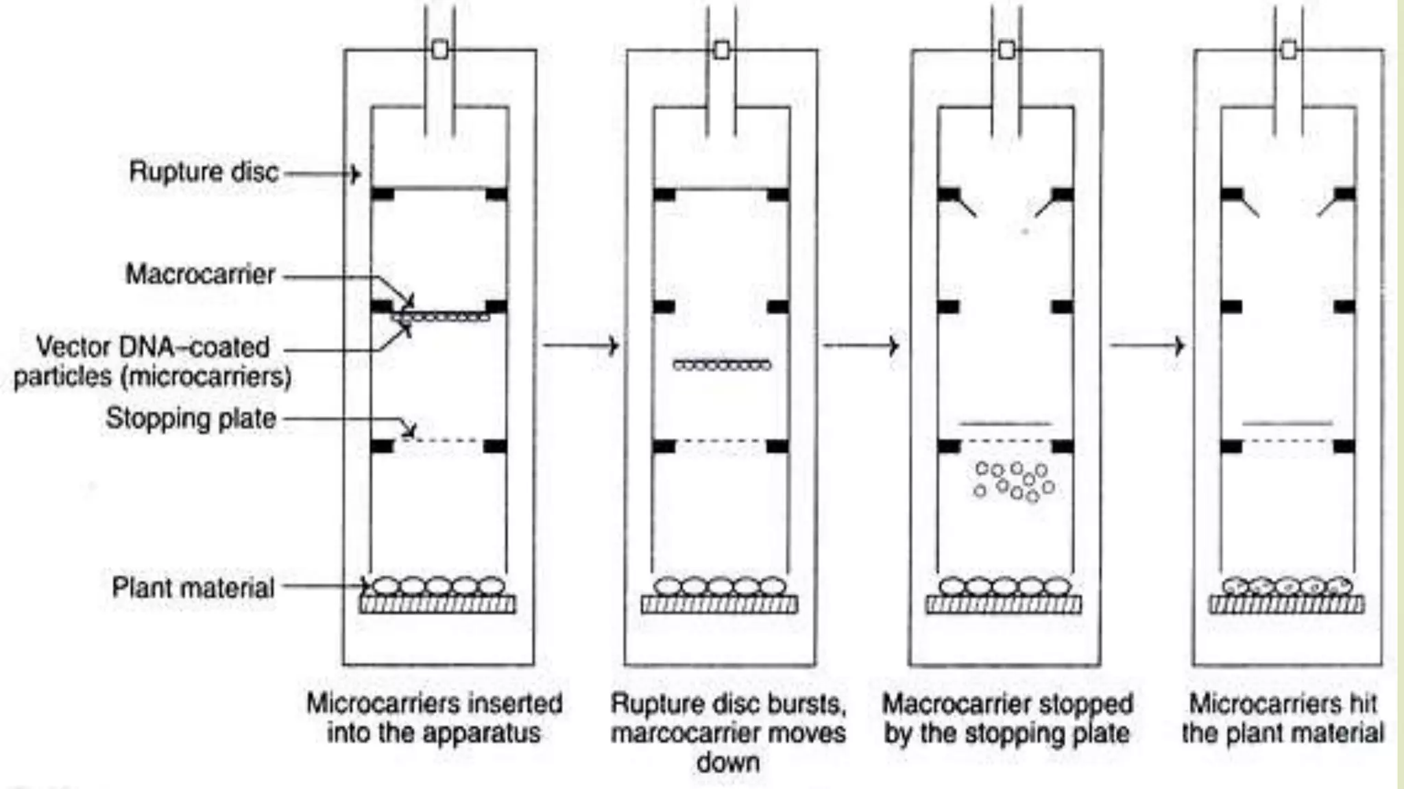 Gene transfer methods | PPTX | Biological Sciences | Science