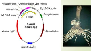 Gene transfer methods | PPTX | Biological Sciences | Science