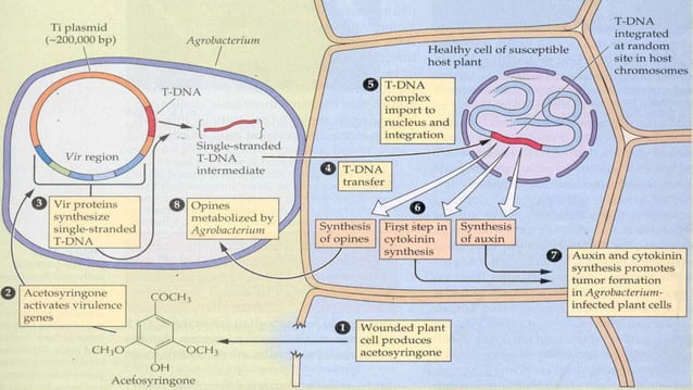 Gene transfer methods | PPTX | Biological Sciences | Science
