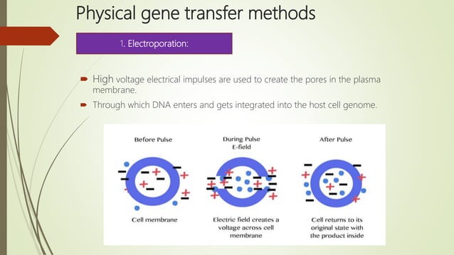 Gene transfer methods | PPTX | Biological Sciences | Science