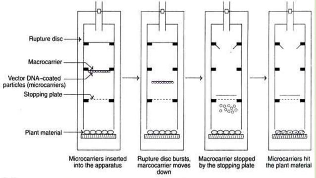 Gene transfer methods | PPTX | Biological Sciences | Science