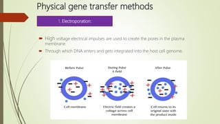 Gene transfer methods | PPT