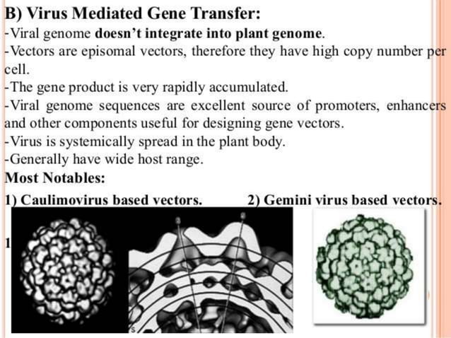 Gene transfer methods | PPT