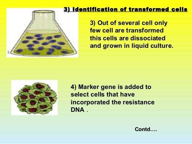 Gene transfer methods