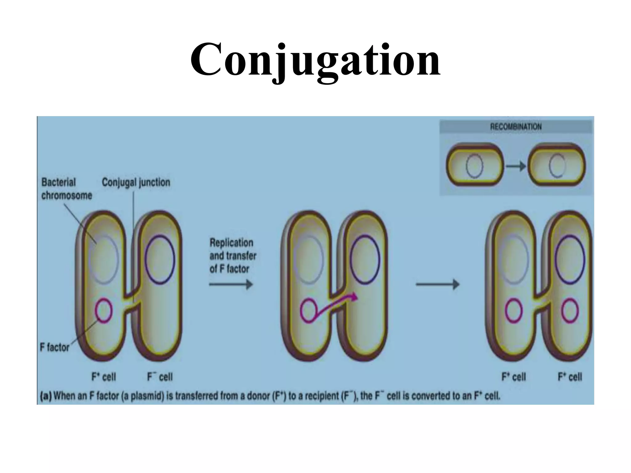 Gene transfer methods .ppt