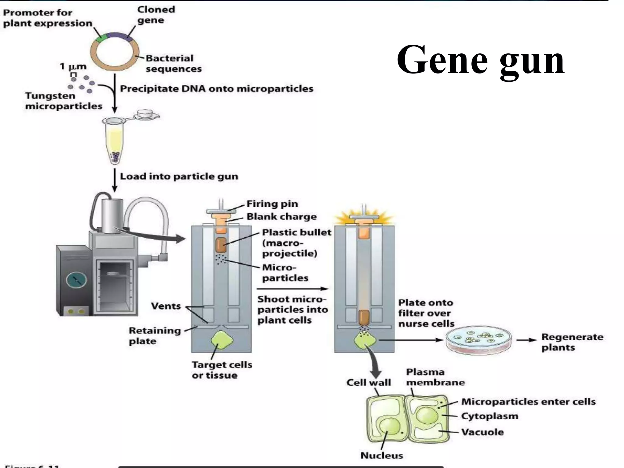 Gene transfer methods .ppt