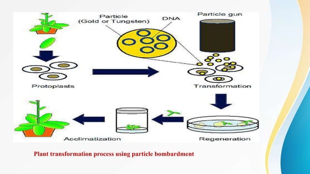 Gene Transfer methods.pptx