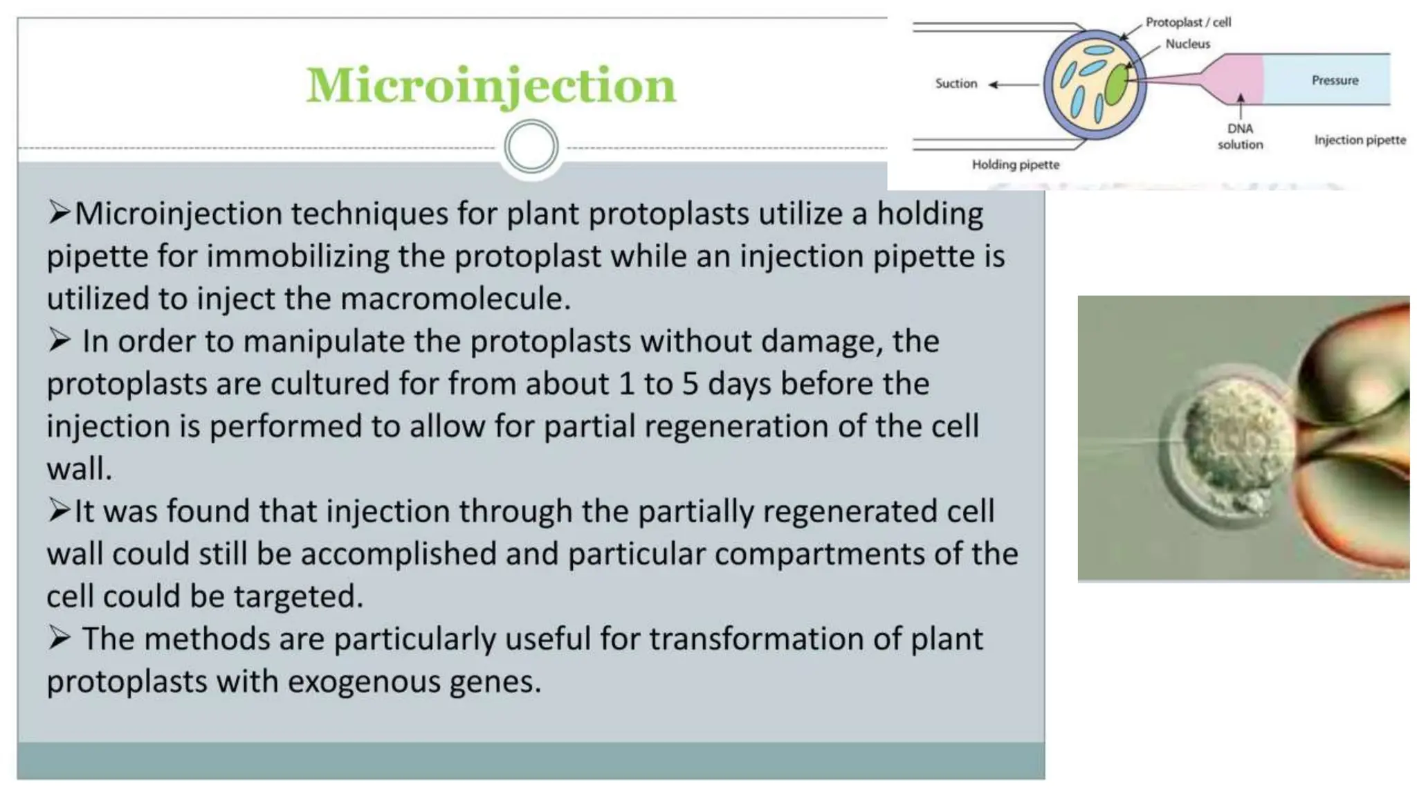 Agrobacterium and other methods of plant transformation including gene ...