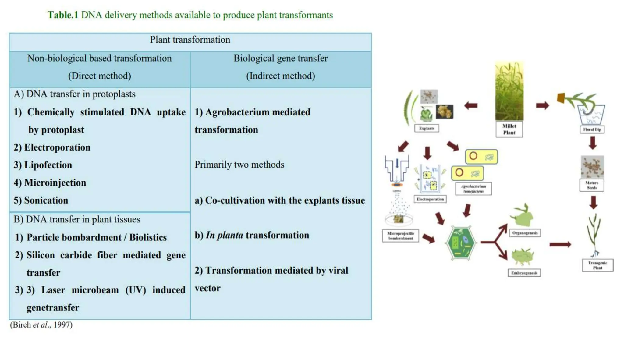 Agrobacterium and other methods of plant transformation including gene ...