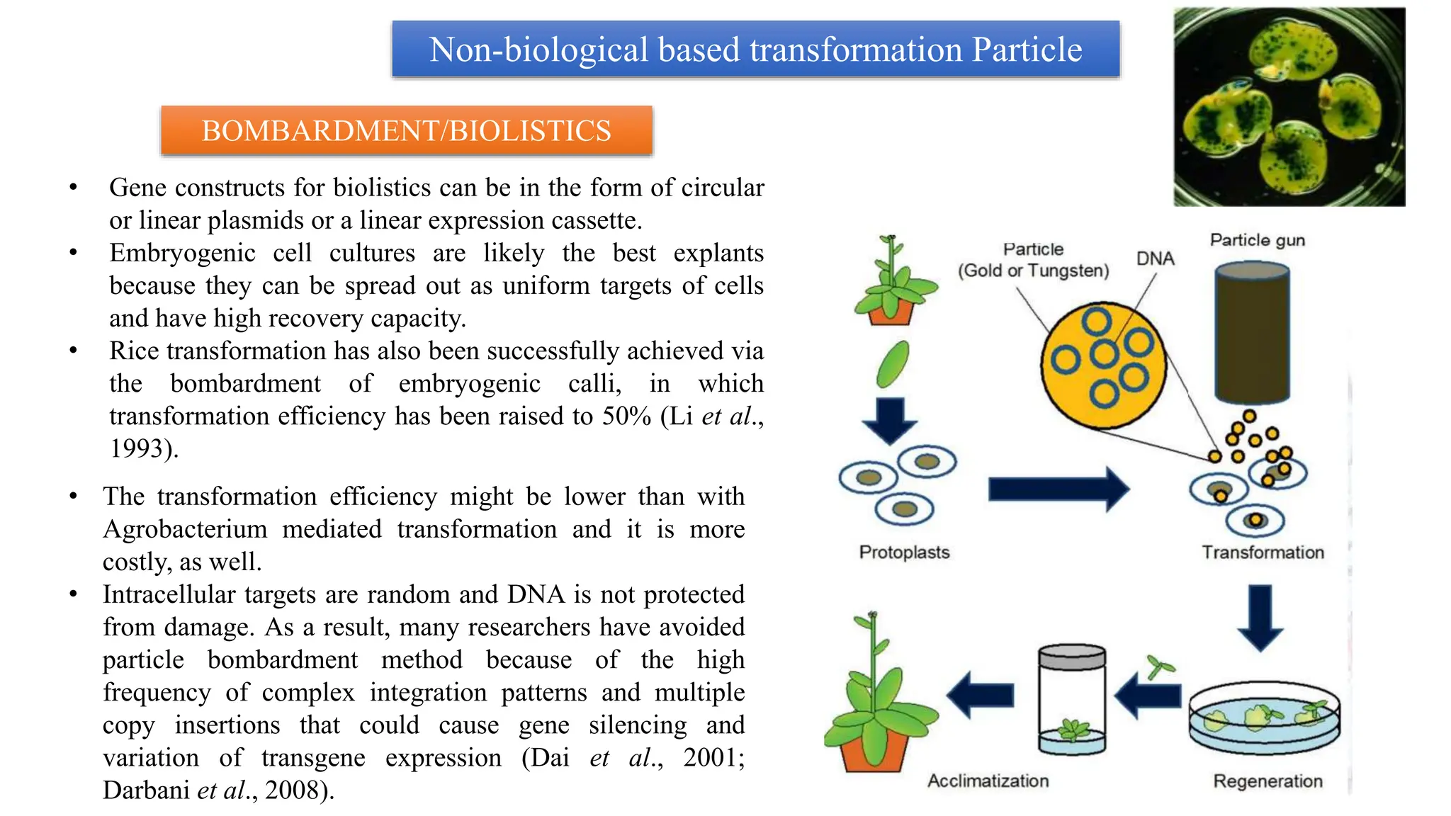 Agrobacterium and other methods of plant transformation including gene ...