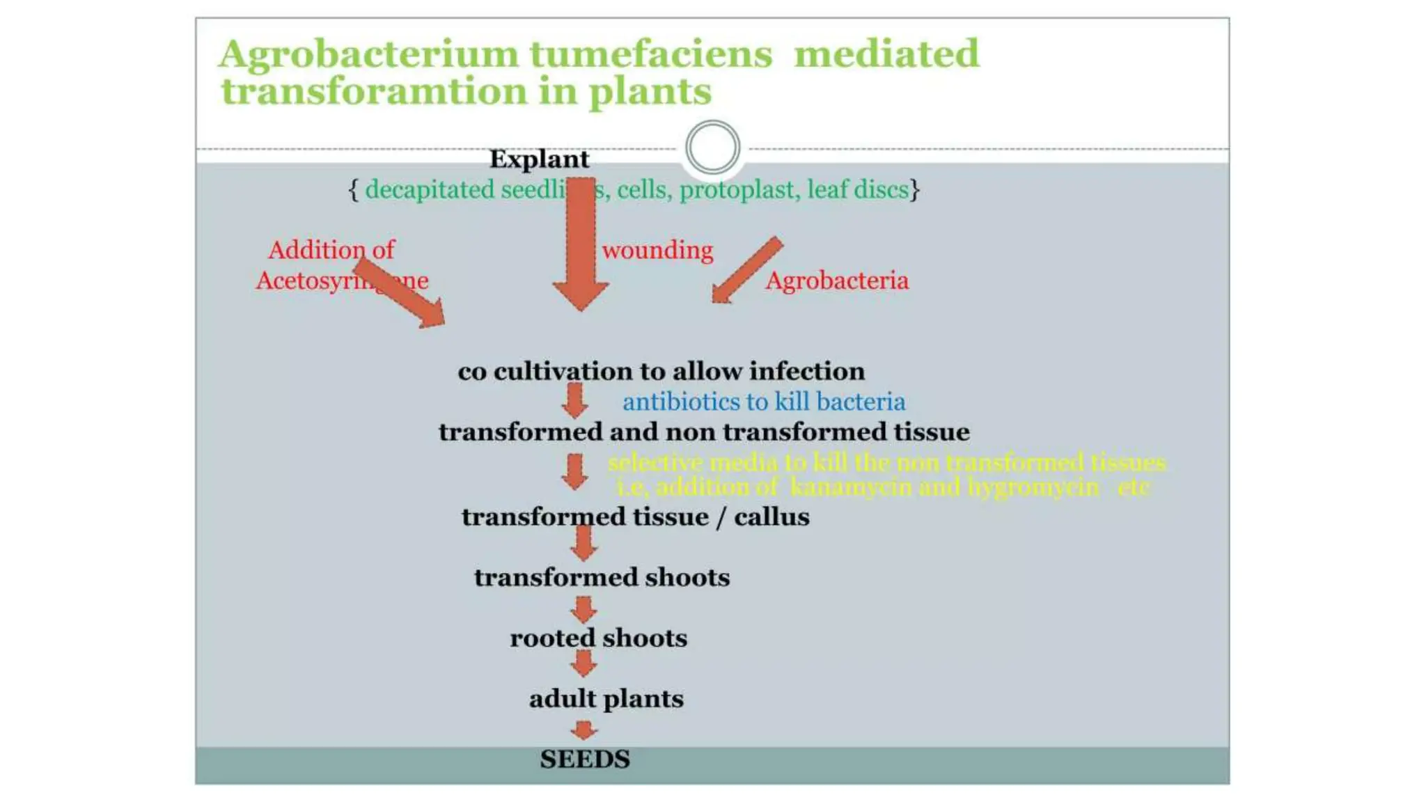 Agrobacterium and other methods of plant transformation including gene ...