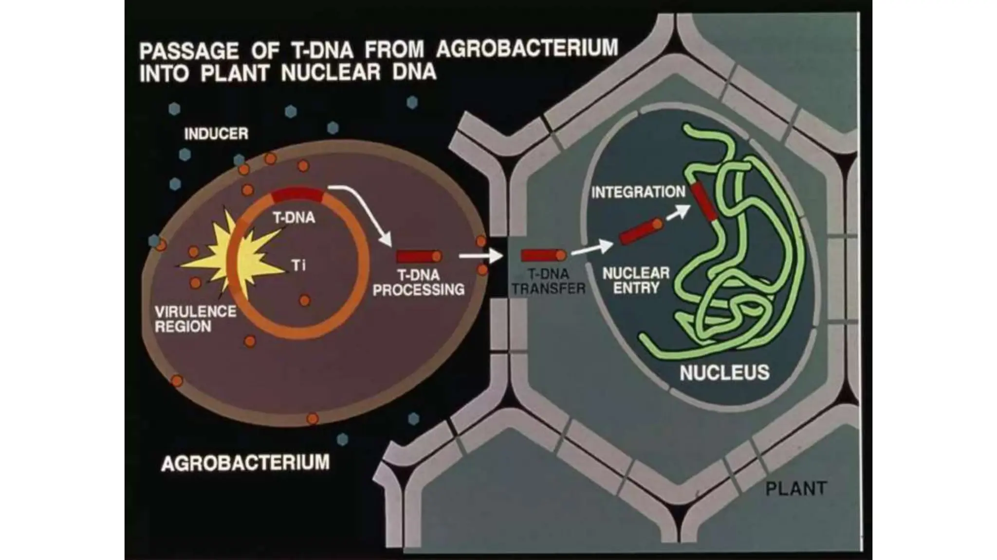 Agrobacterium and other methods of plant transformation including gene ...