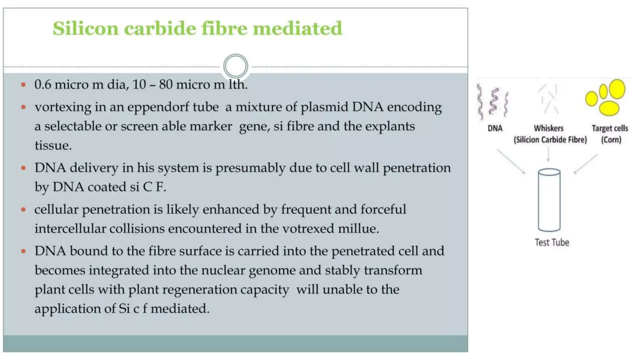 Agrobacterium and other methods of plant transformation including gene ...