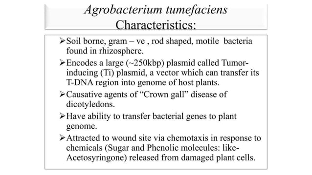 Agrobacterium and other methods of plant transformation including gene ...