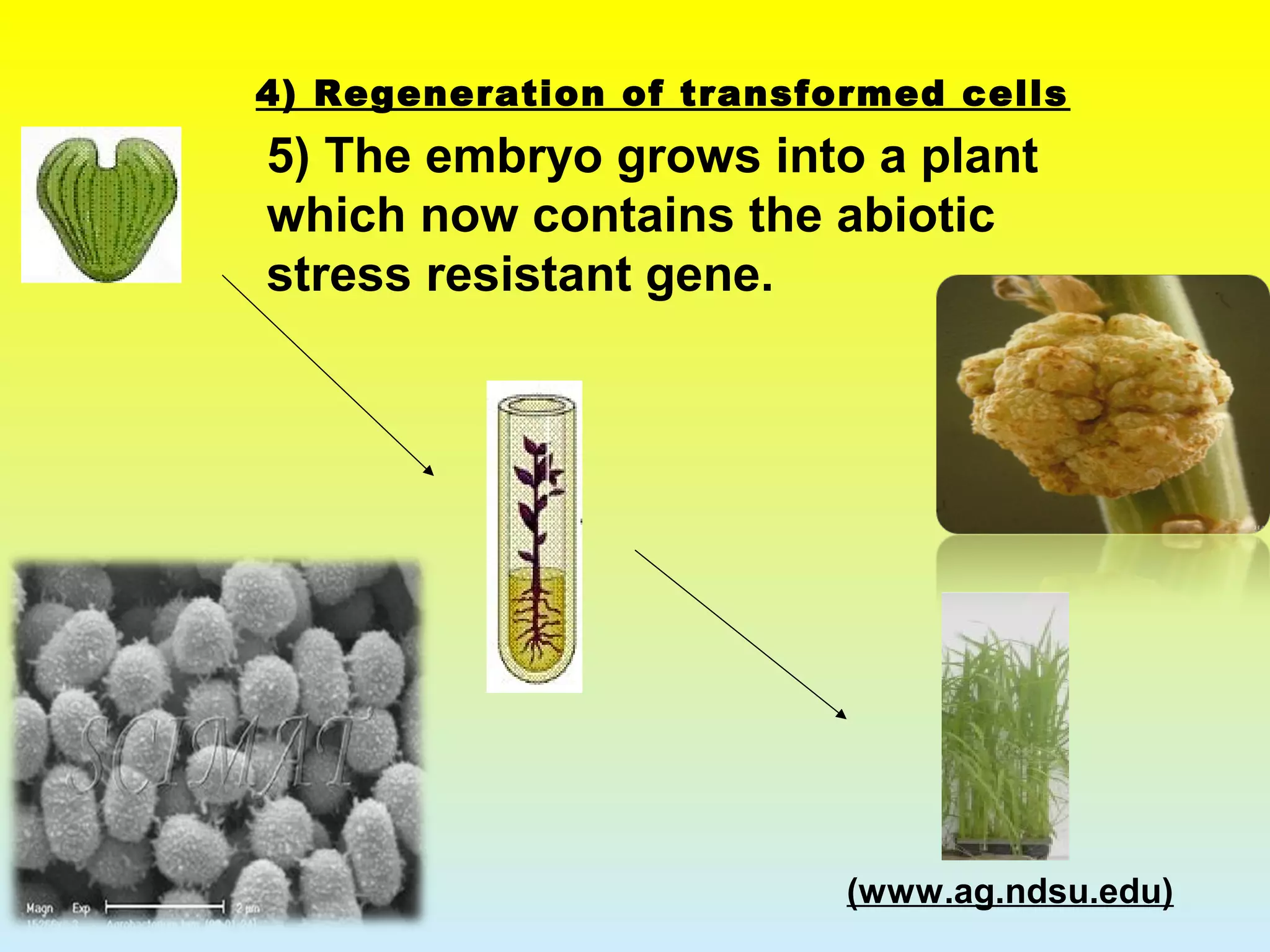 Gene transfer techniques | PPT