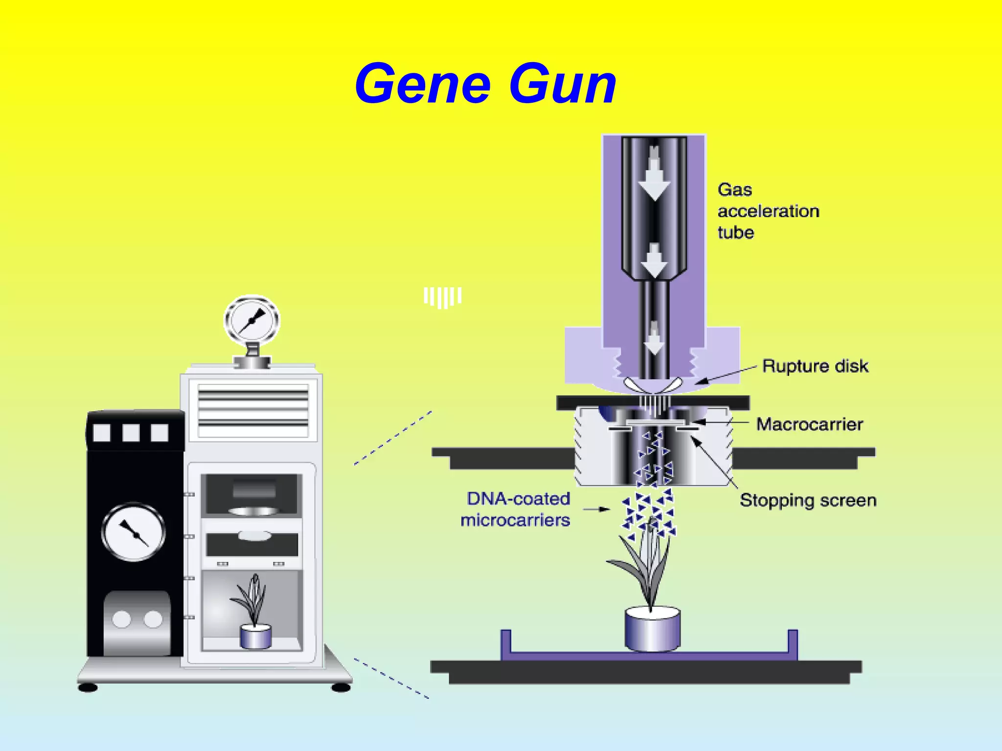Gene transfer techniques | PPT