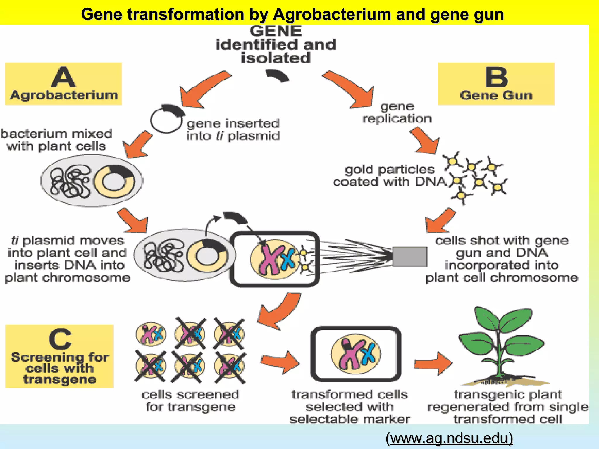 Gene transfer techniques | PPT