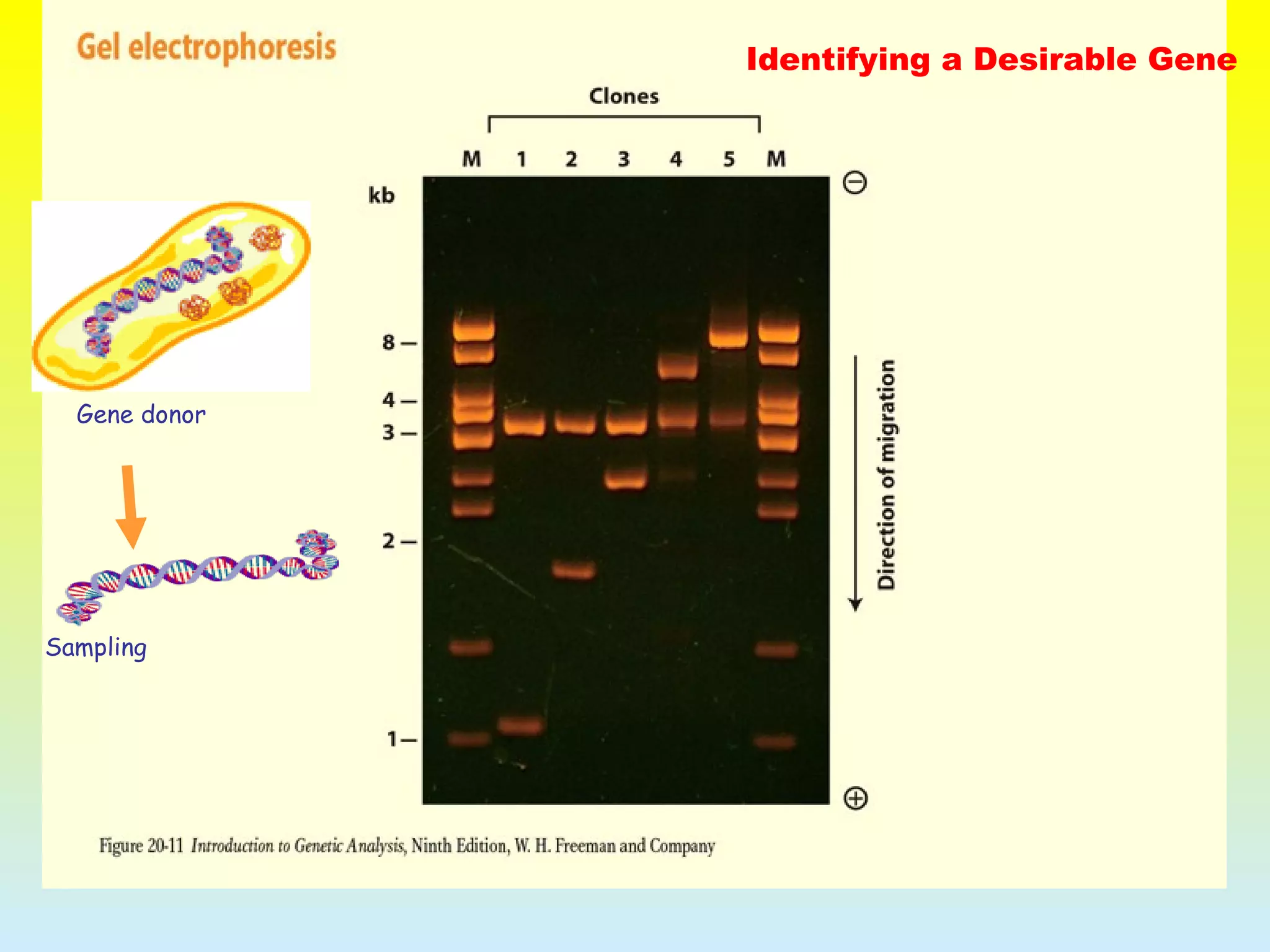 Gene transfer techniques | PPT