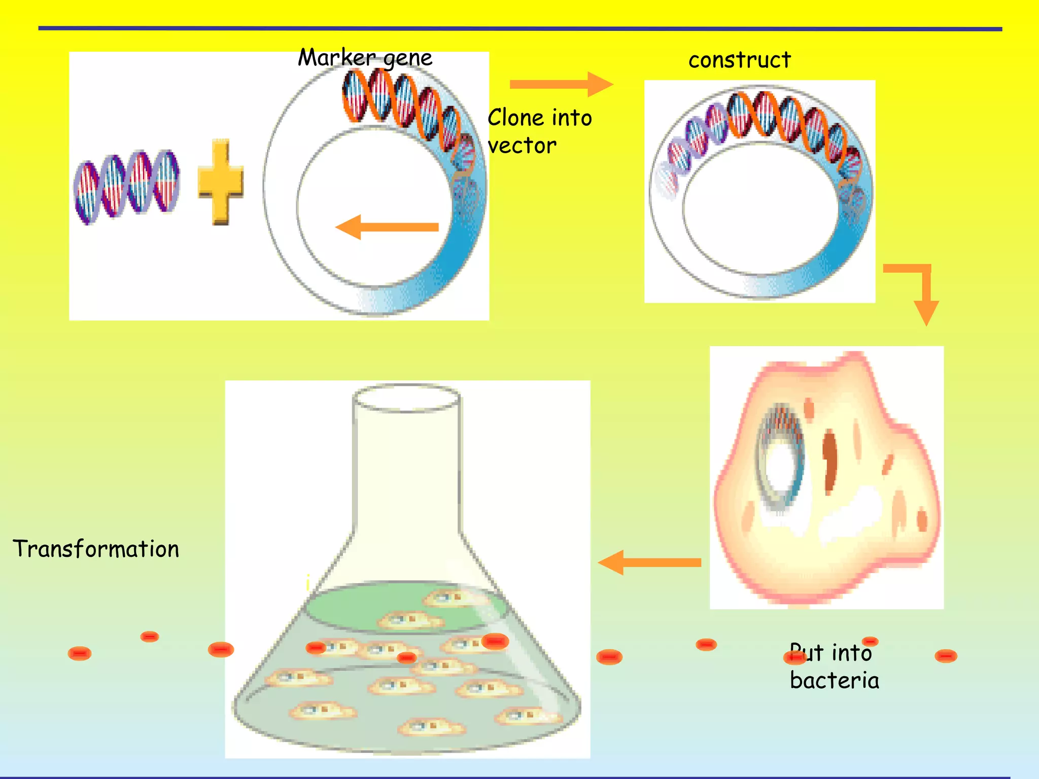 Gene transfer techniques | PPT
