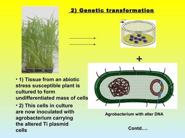 Gene transfer techniques | PPT | Gardening | Home & Garden