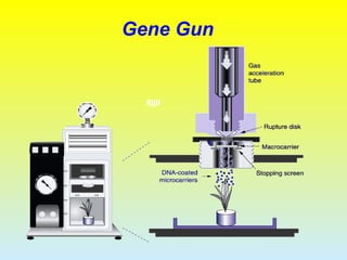 Gene transfer techniques | PPT | Gardening | Home & Garden