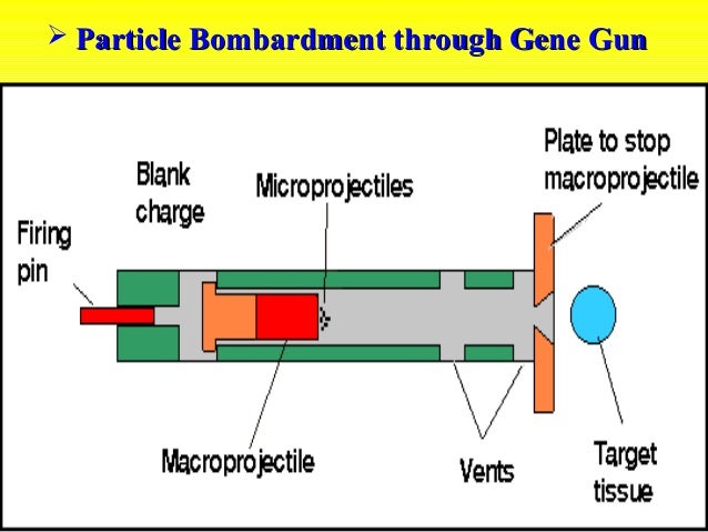Gene transfer techniques