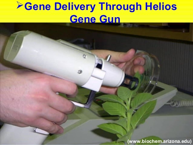 Gene transfer techniques