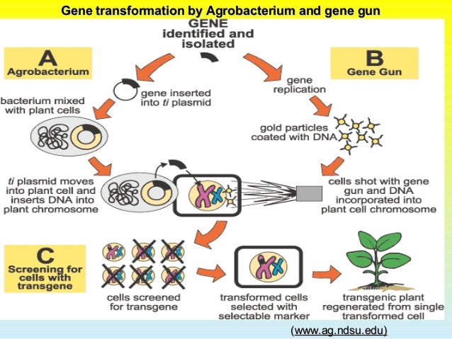 Gene transfer techniques