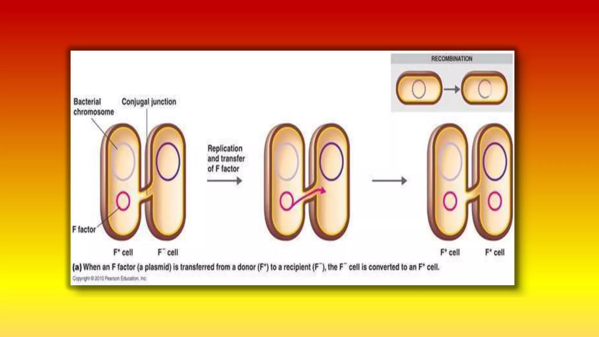 Gene transfer technology biotech | PPTX
