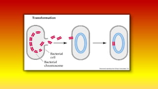 Gene transfer technology biotech | PPTX