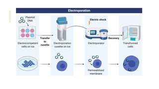 Gene transfer techniques in biotechnology | PPT