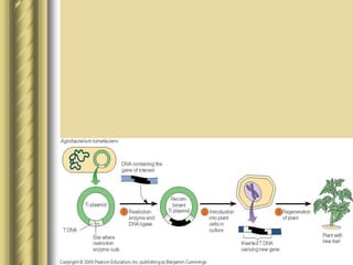 Gene transfer to plants | PPT