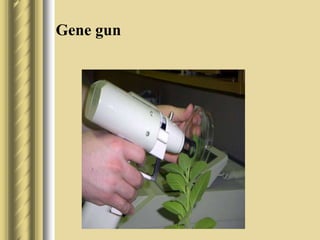 Gene transfer to plants | PPT