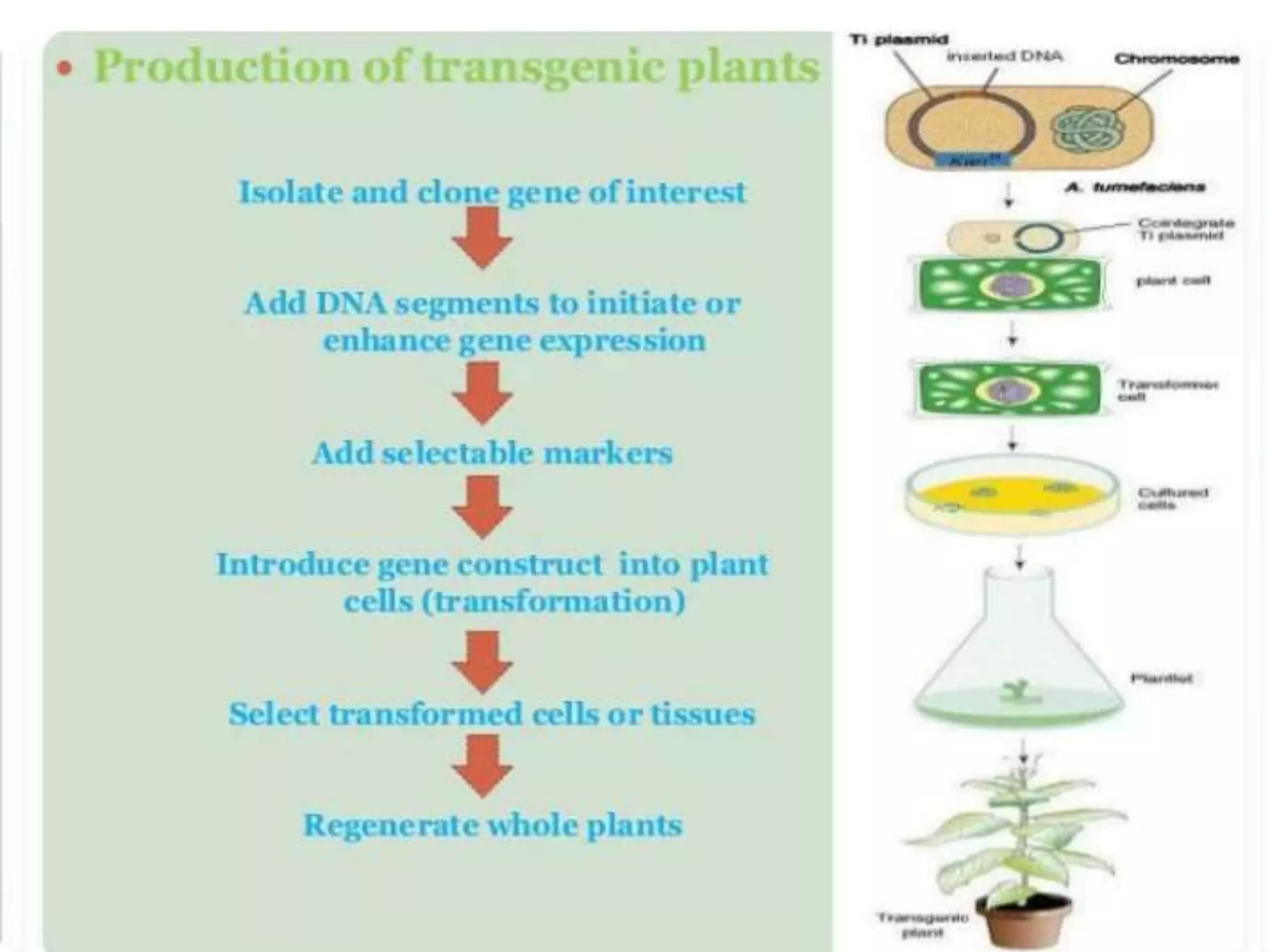Gene transformation in plants | PPT