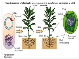 Gene transformation in plants | PPT