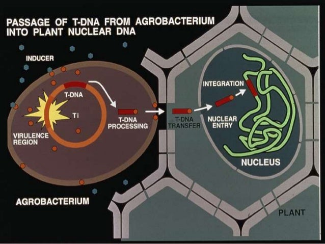 Gene transformation methods