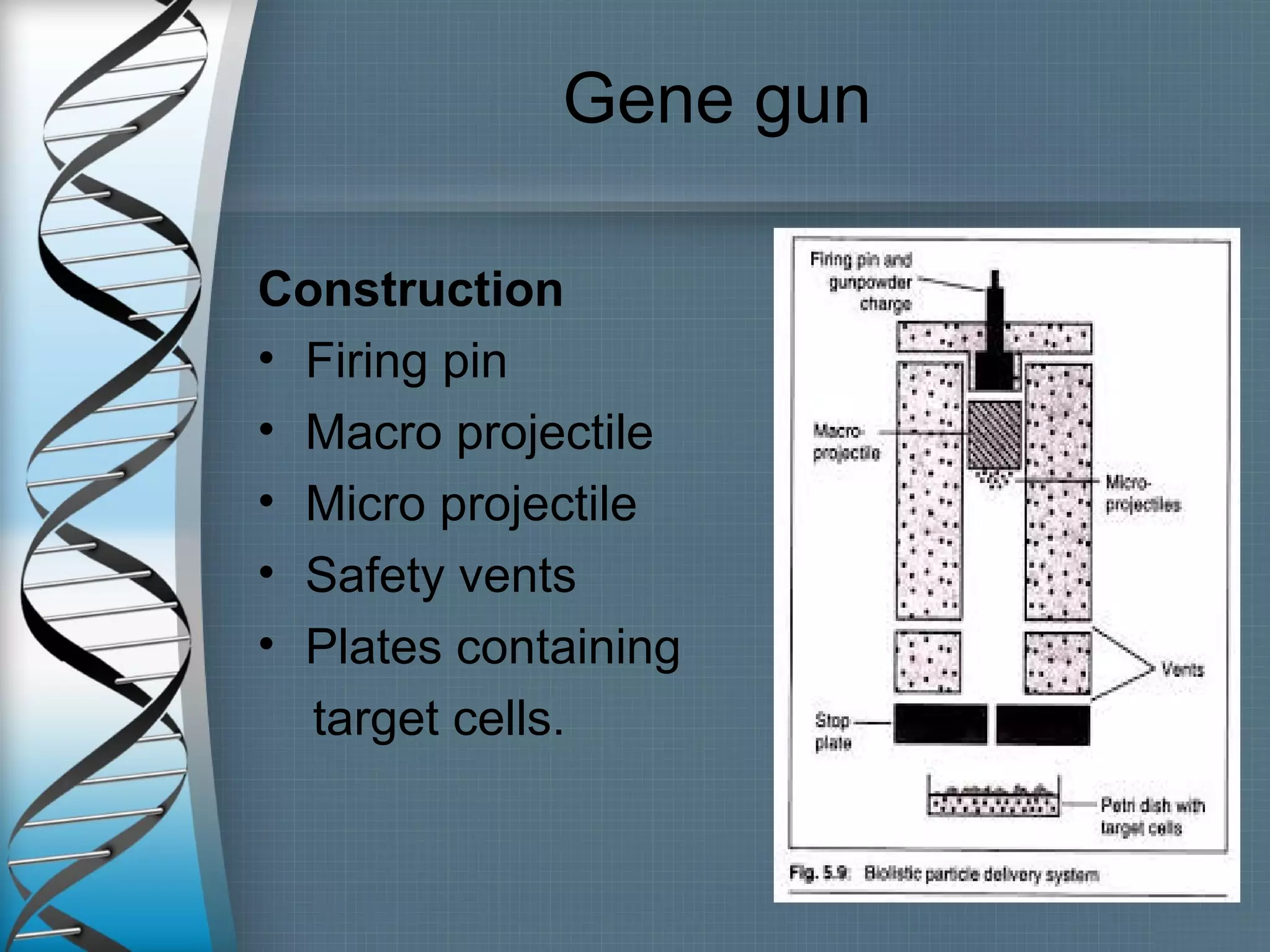 Gene transformation techniques | PPT