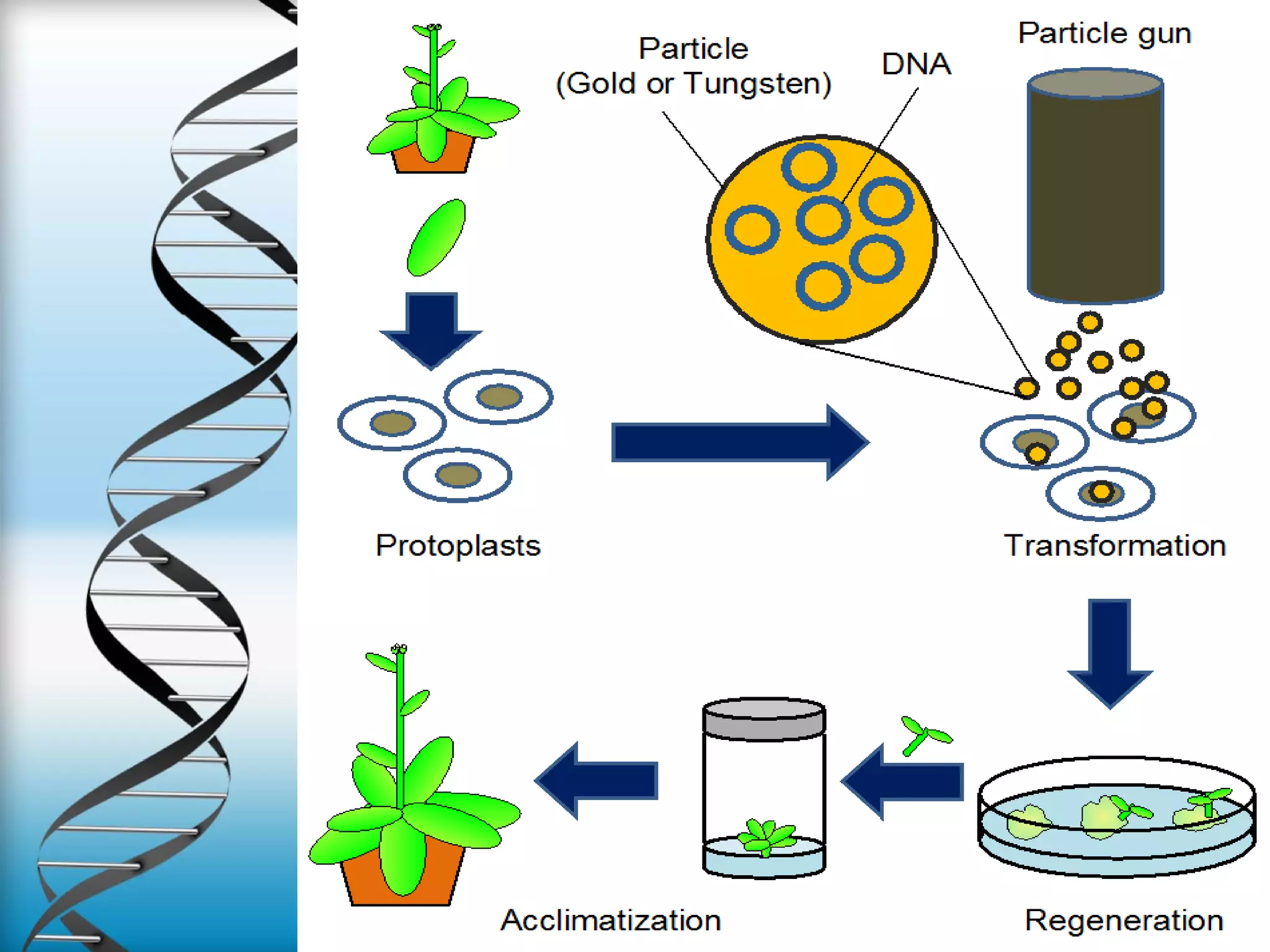 Gene transformation techniques | PPT