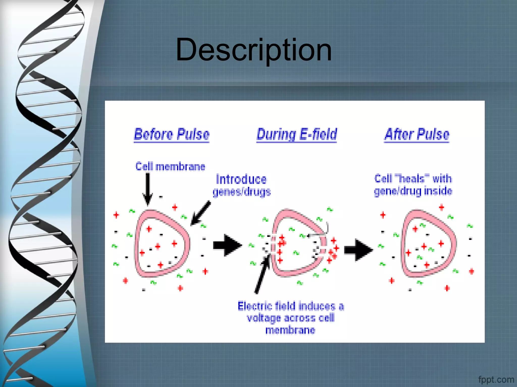 Gene transformation techniques | PPT
