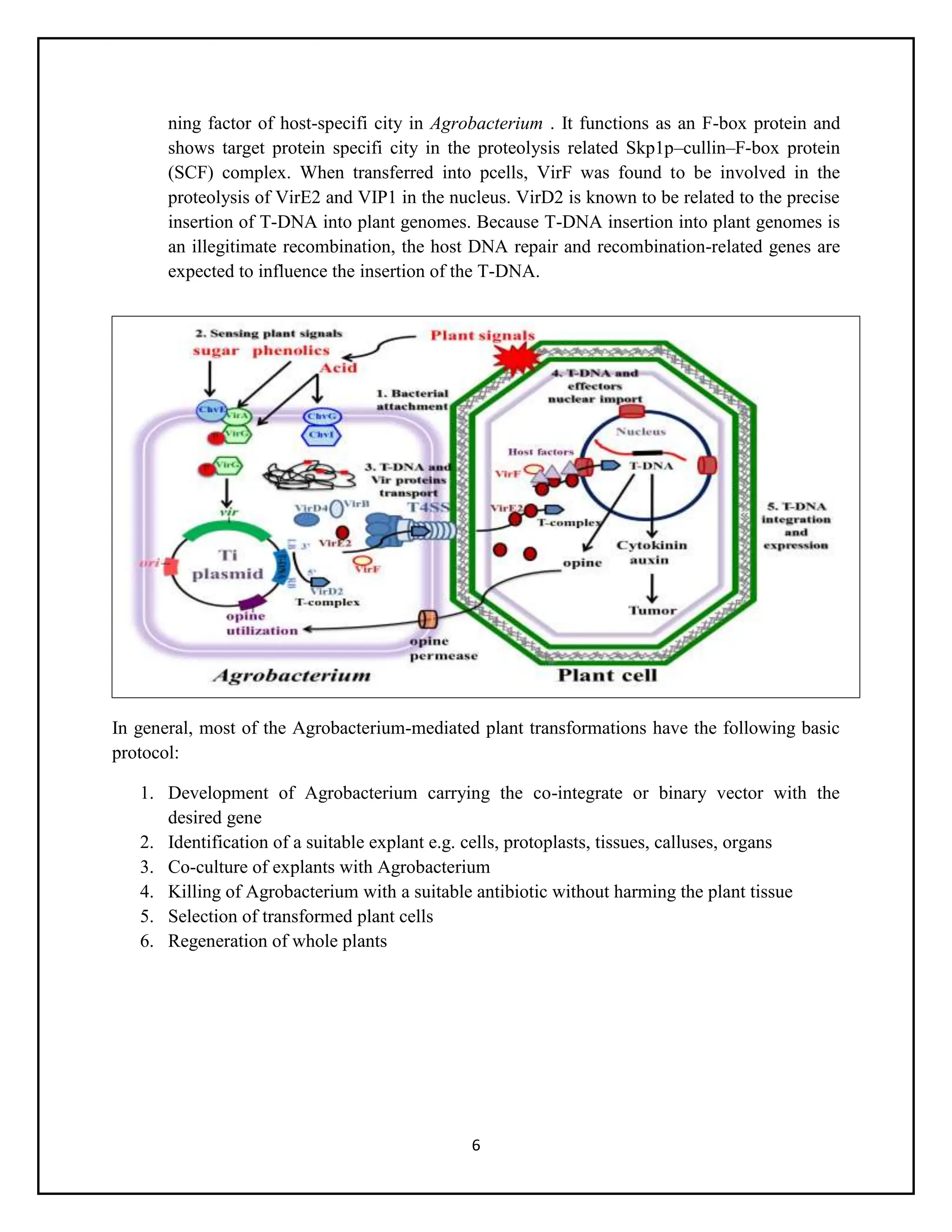 Agrobacterium and other methods of plant transformation including gene ...