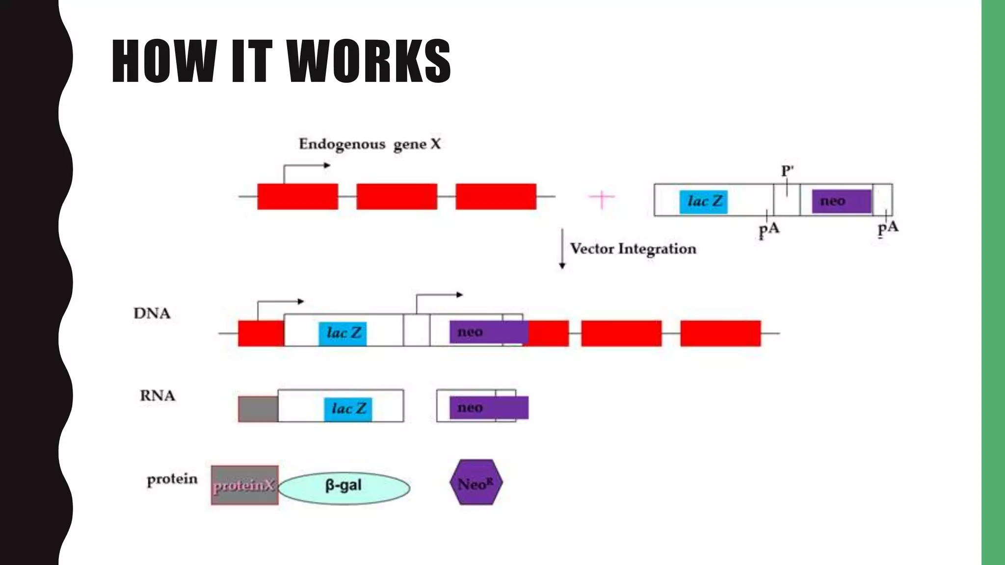 Gene traps for plant development and genomics | PPTX | Programming Languages | Computing