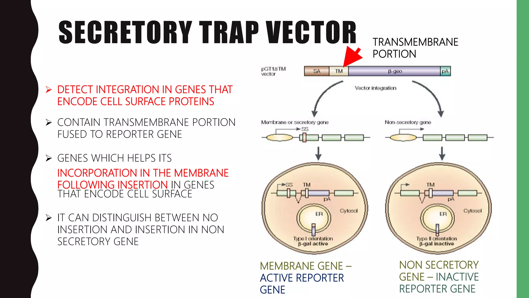 Gene traps for plant development and genomics | PPTX