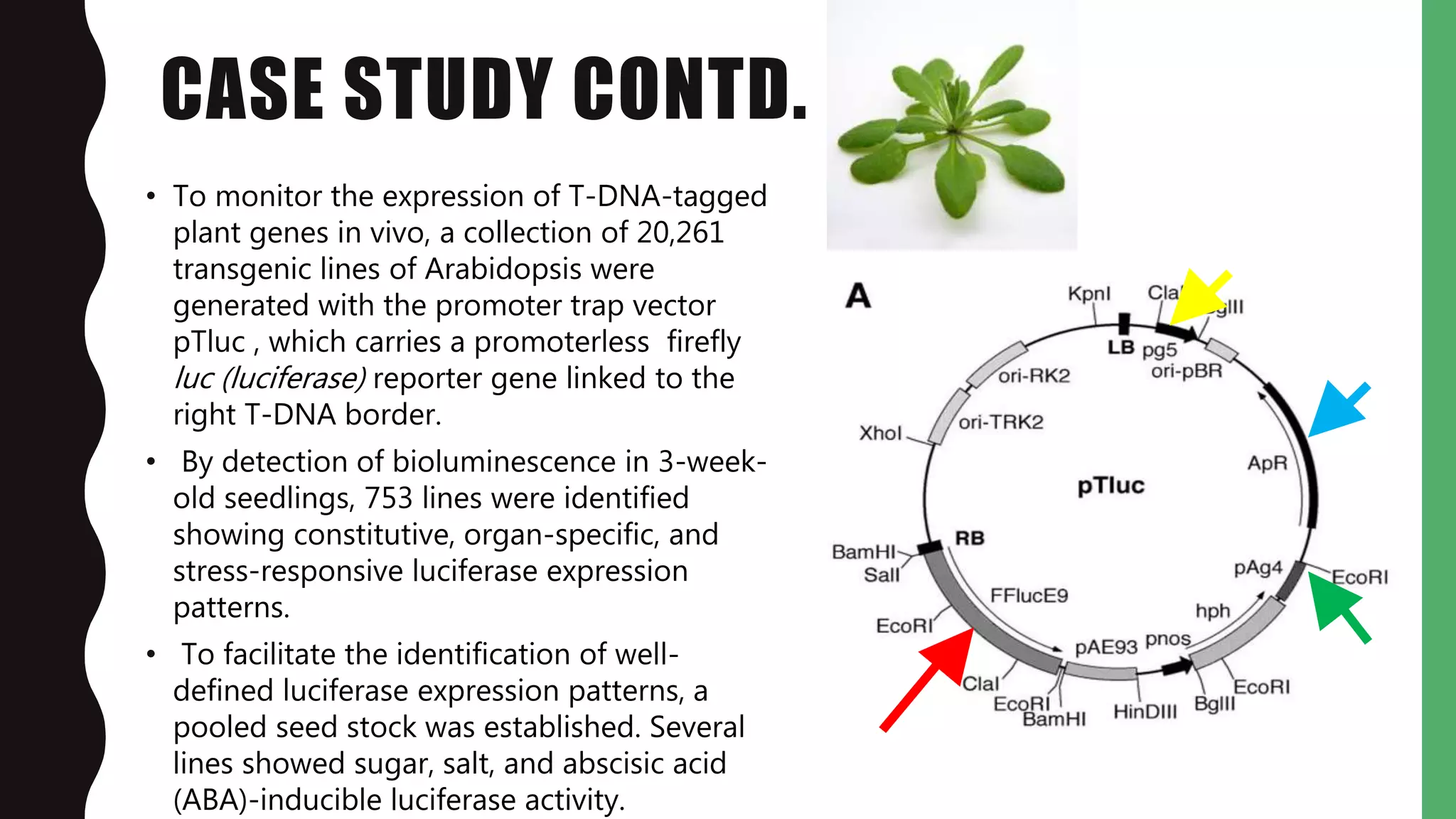 Gene traps for plant development and genomics | PPTX