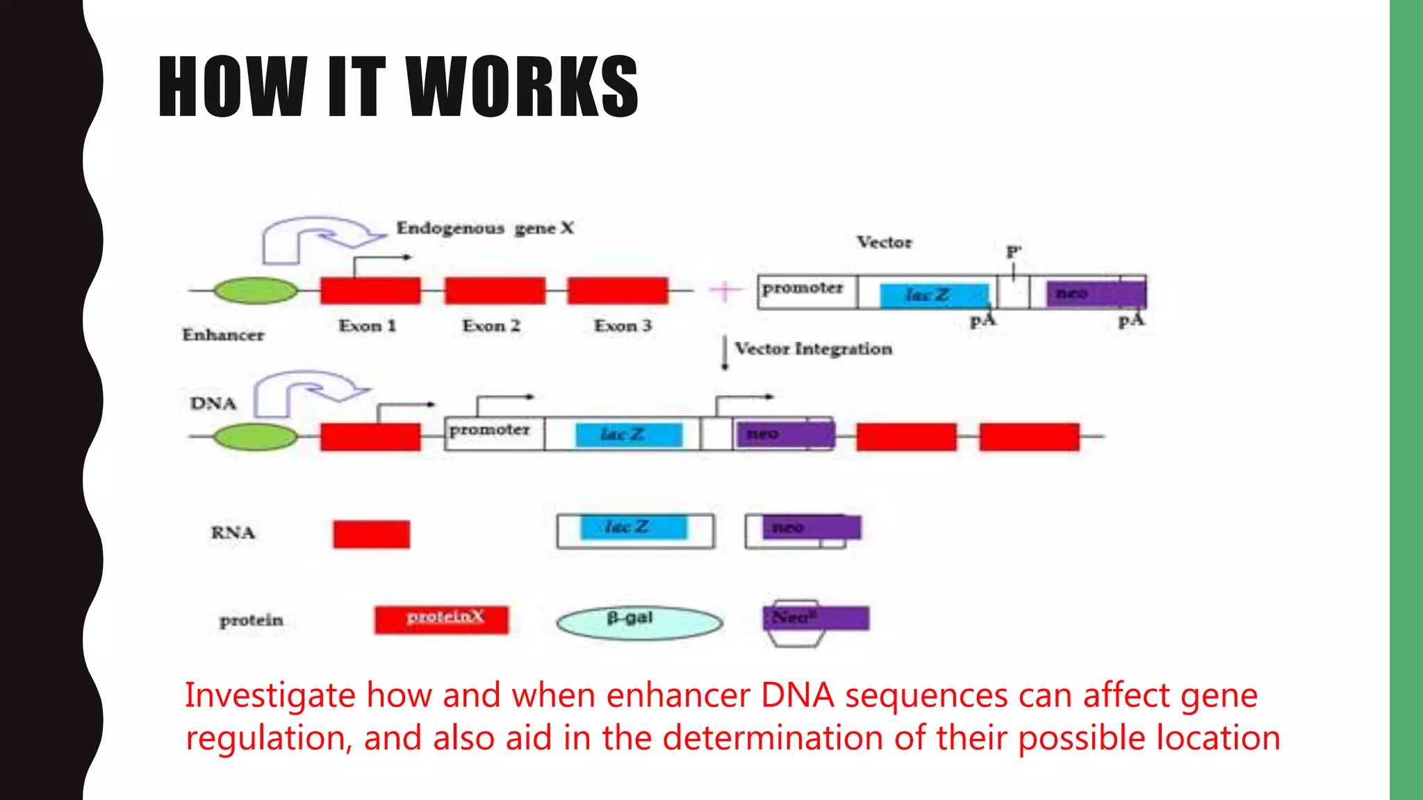 Gene traps for plant development and genomics | PPTX